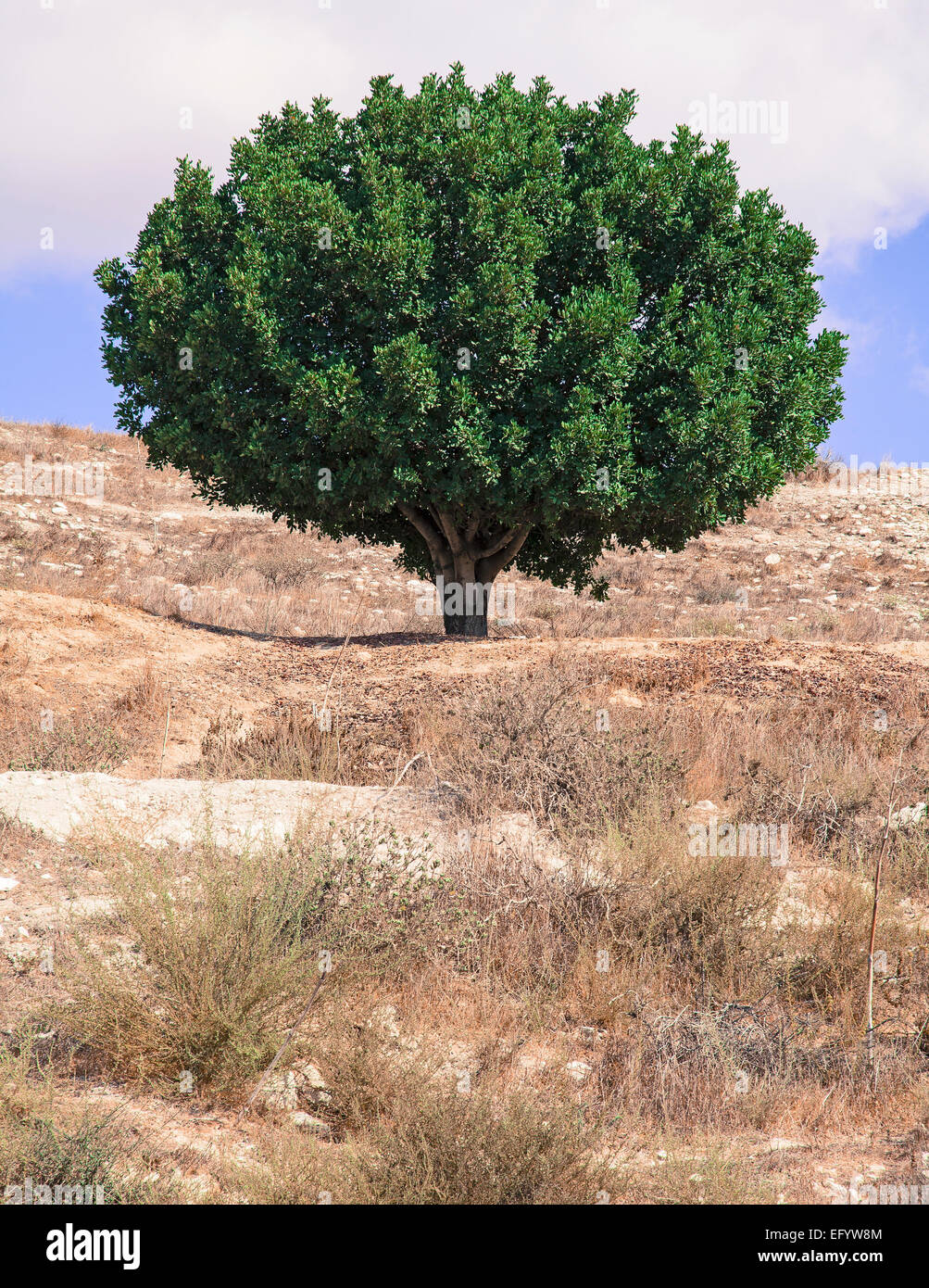 big tree with green leaves in the desert Stock Photo - Alamy