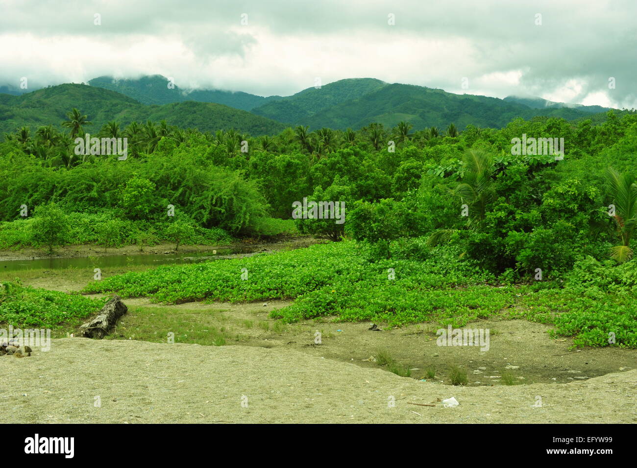Sibuyan Island, Jungle, Philippines Stock Photo - Alamy