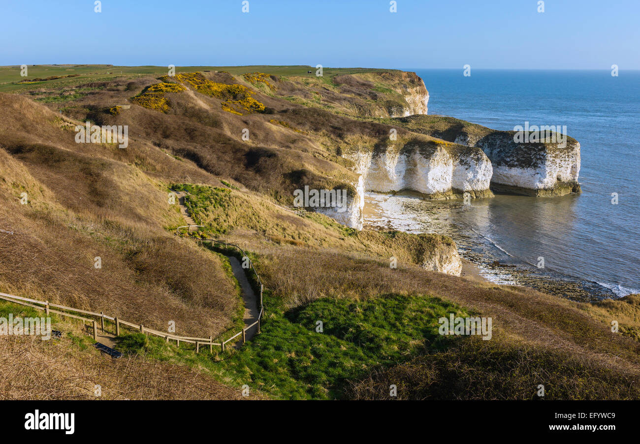High chalk cliffs and undulating landscape of Flamborough Head at dawn ...