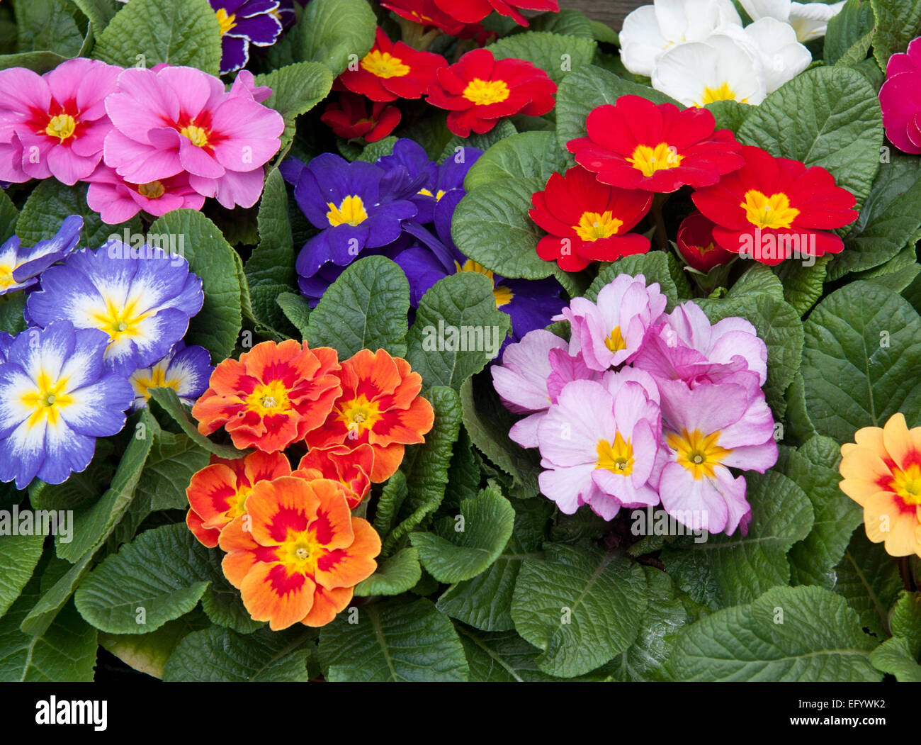 Colourful spring primulas on display outside a shop Stock Photo - Alamy