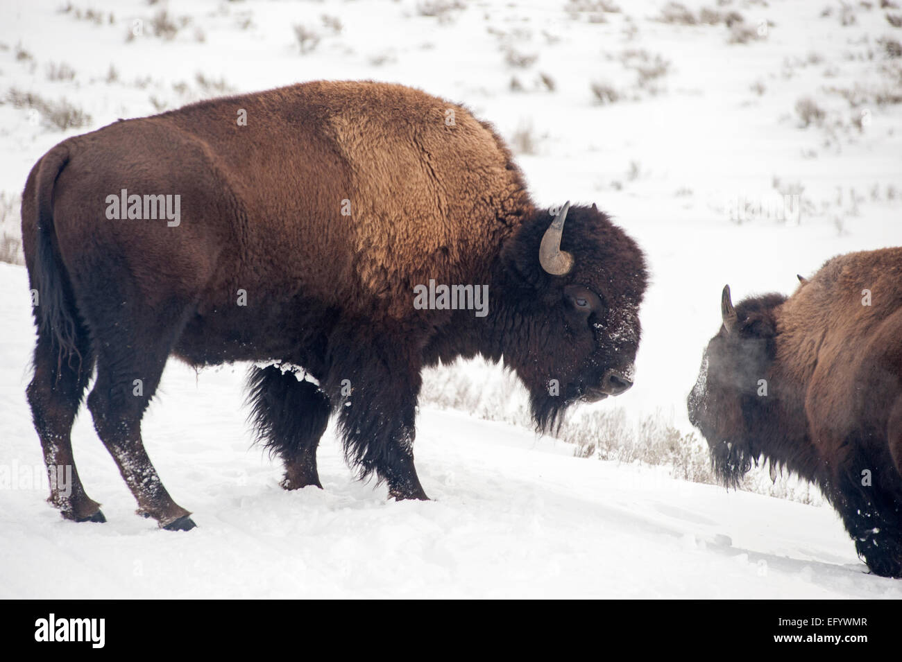 Yellow Stone National Park, winter Buffalo Stock Photo - Alamy