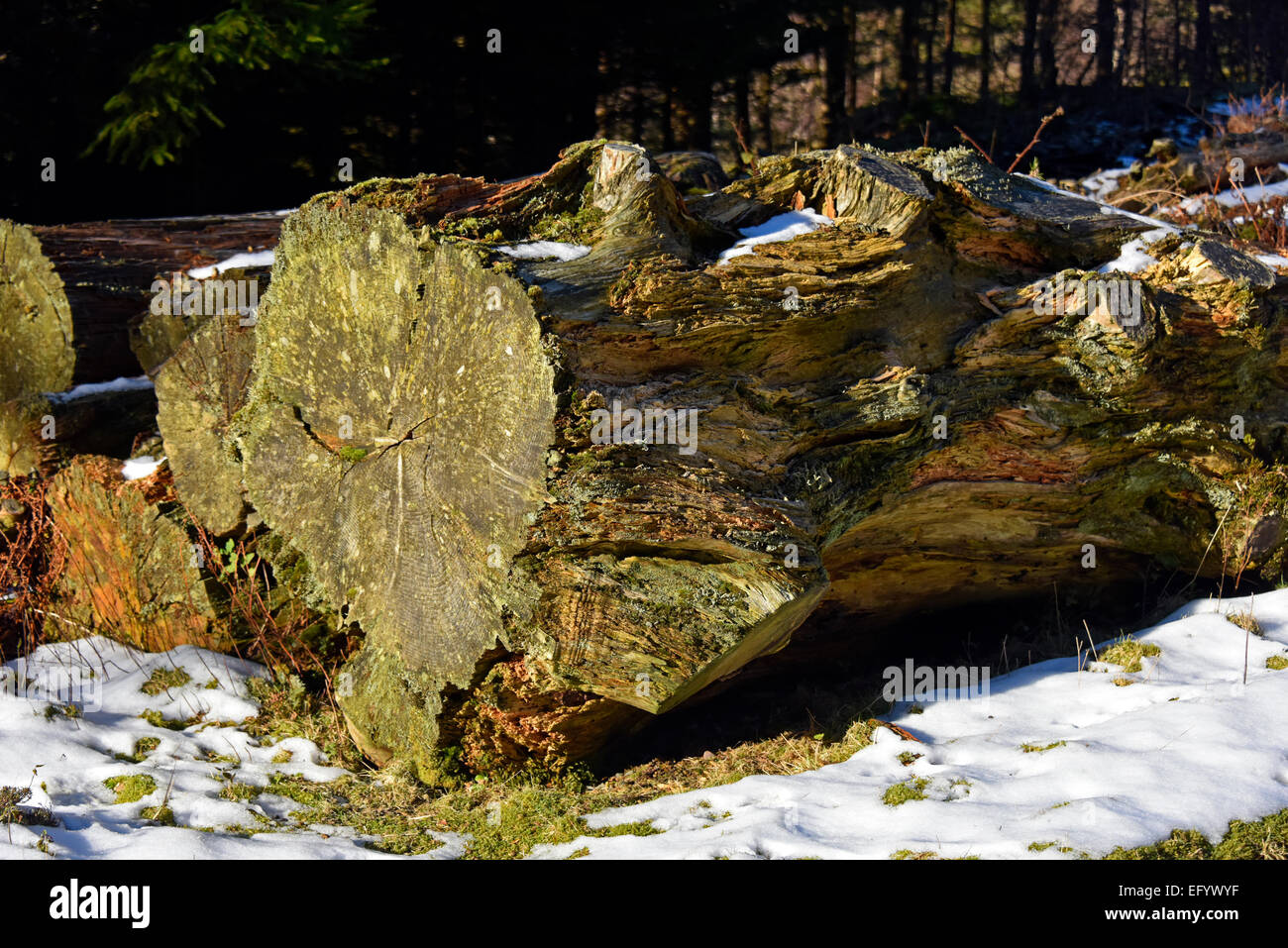 Decayed tree stump hi-res stock photography and images - Alamy