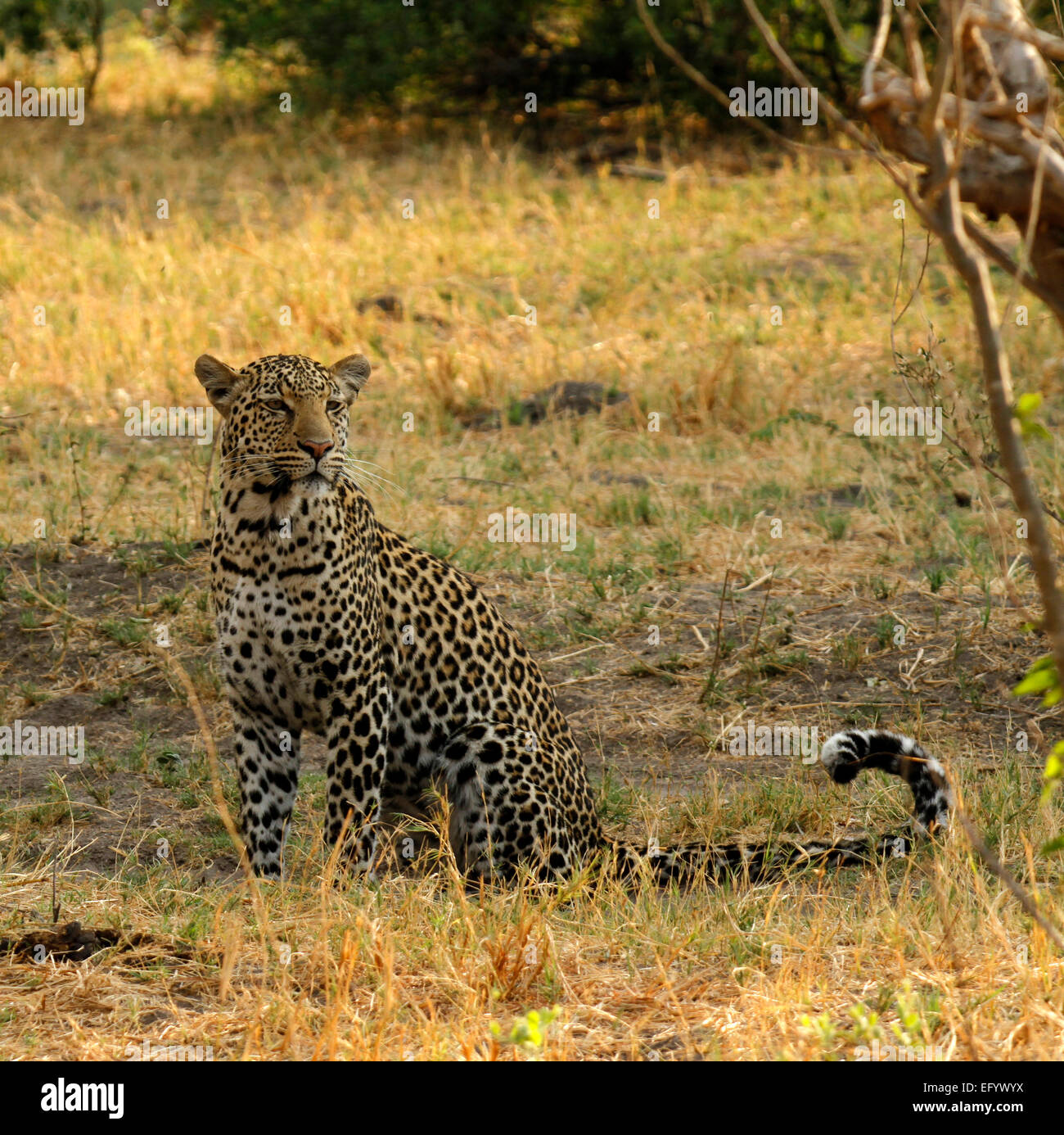 Big tom leopard sat in the shade during the heat of the day. Leopard is ...
