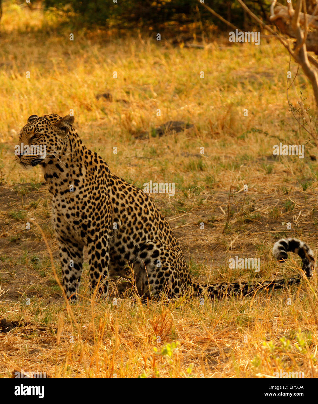 Rosettes heat hi-res stock photography and images - Alamy