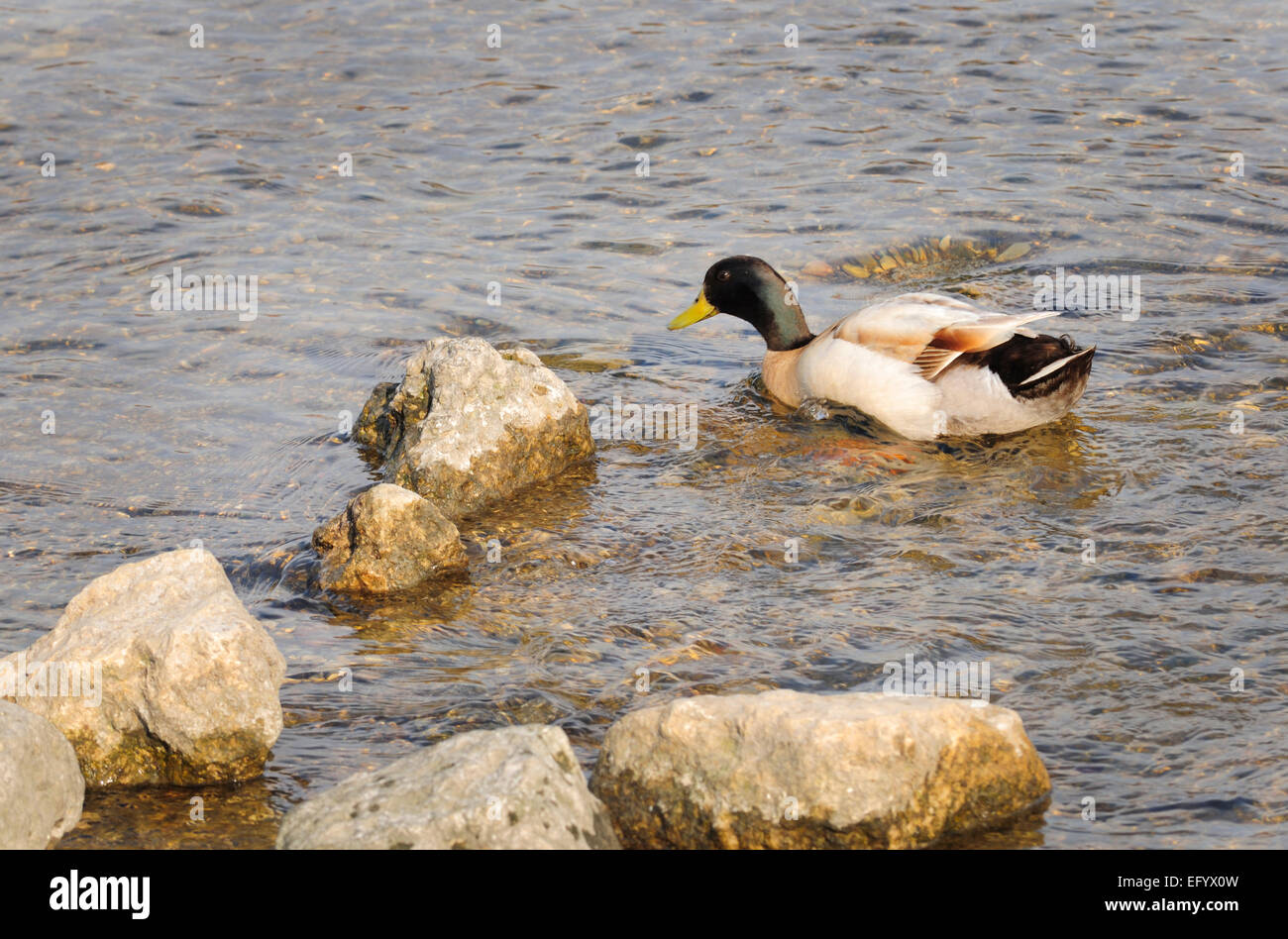 Rare Tan and Brown Mallard Duck Stock Photo - Alamy