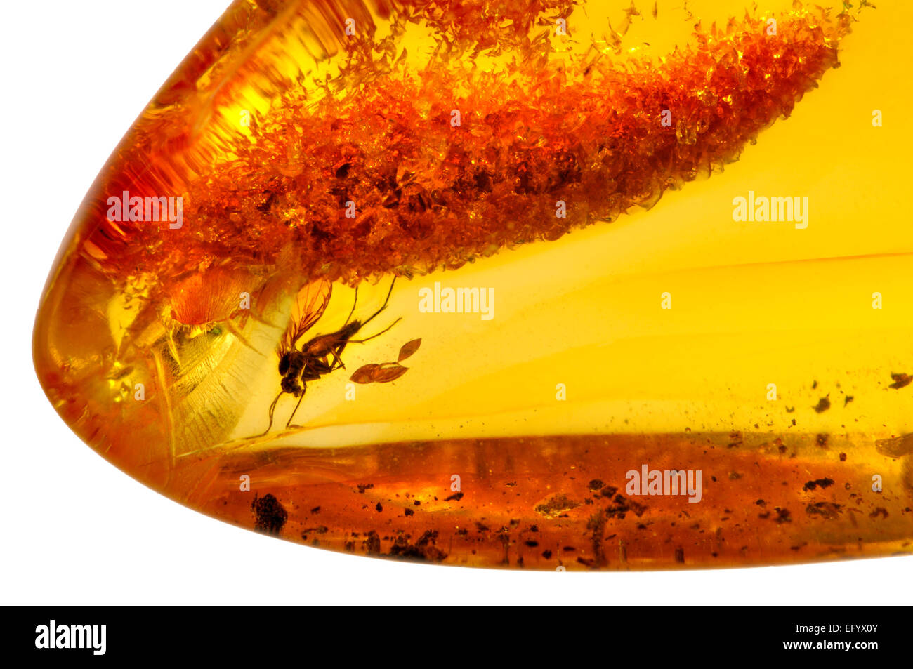 Insects preserved in amber hi-res stock photography and images - Alamy