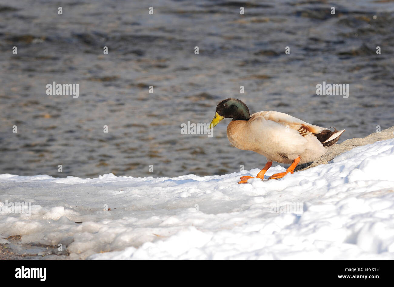 Rare Tan and Brown Mallard Duck sliding down snow bank Stock Photo - Alamy