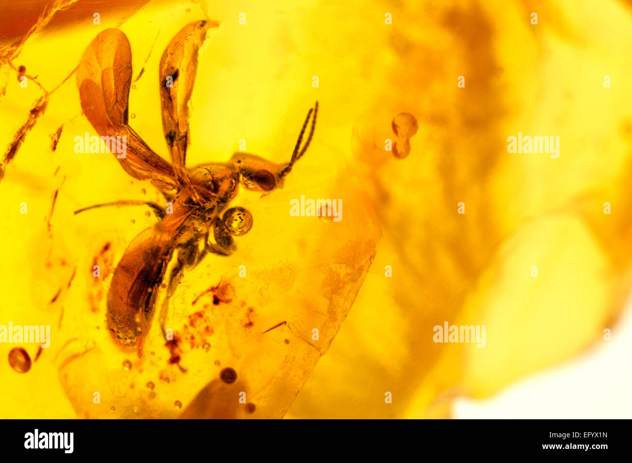 Ant In Amber High Resolution Stock Photography and Images - Alamy