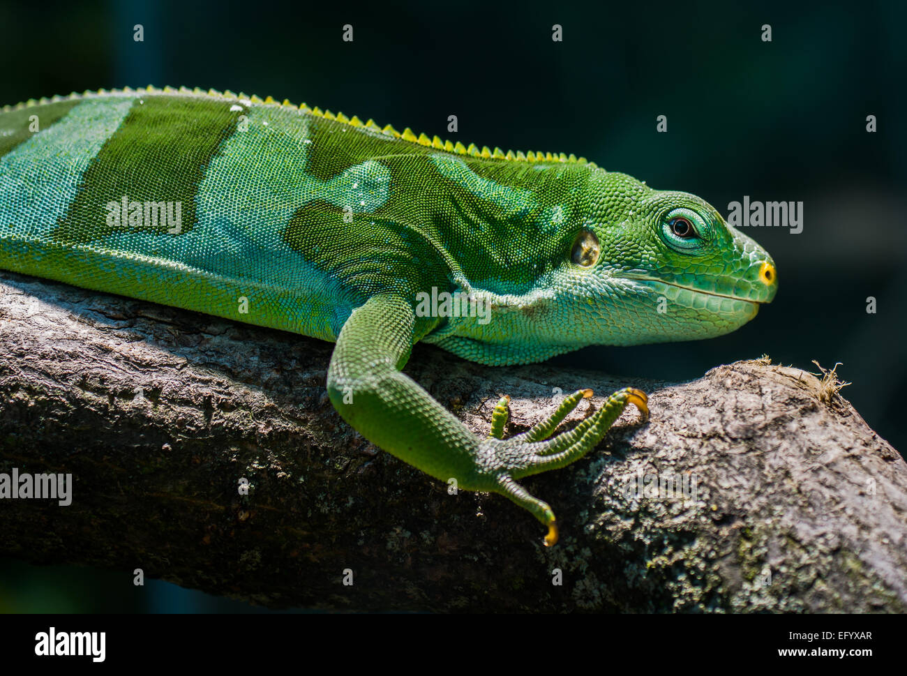 Portrait Of A Green Lizard Stock Photo - Alamy