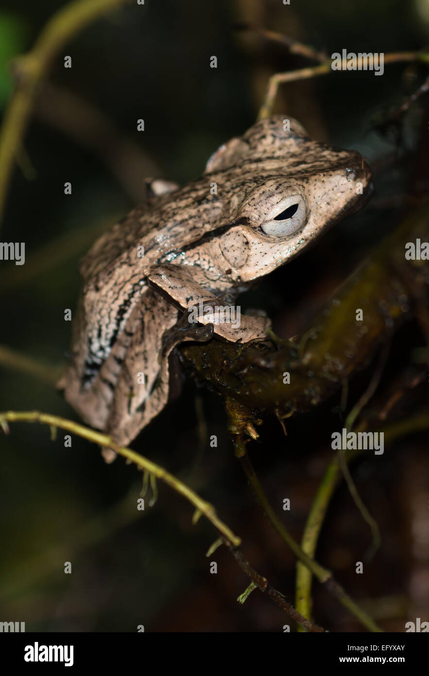 Portrait Of A Green Lizard Stock Photo - Alamy