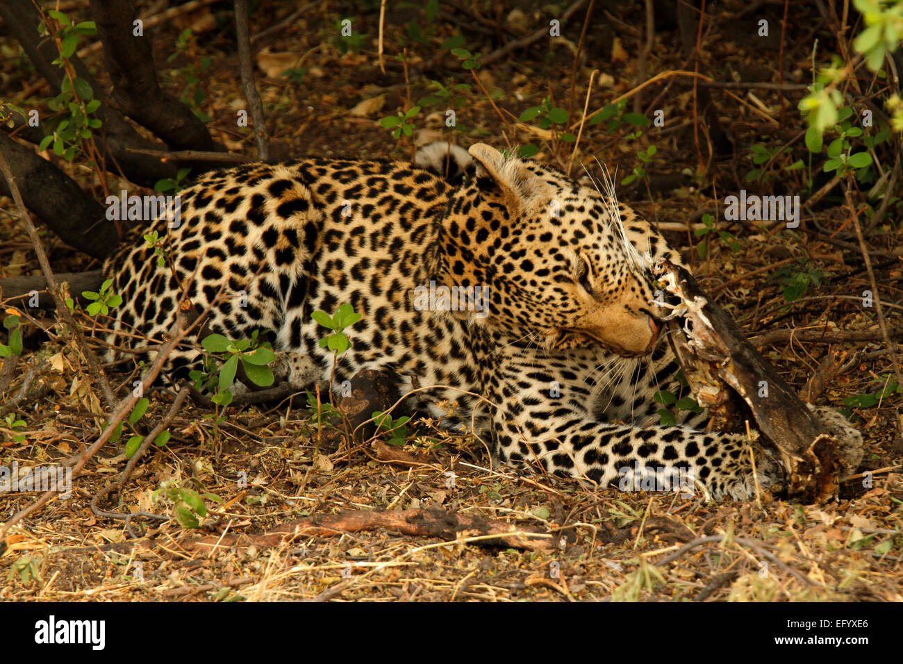 Big tom Leopard eating a cat fish skull, caught by himself in Savuti ...