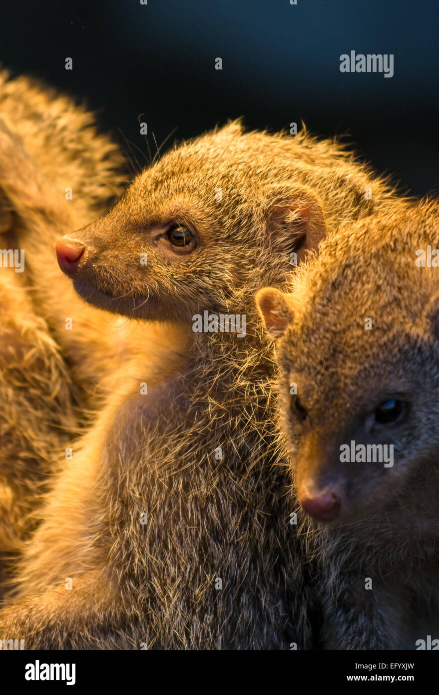 Group Of Cute Juvenile Mongooses Stock Photo - Alamy
