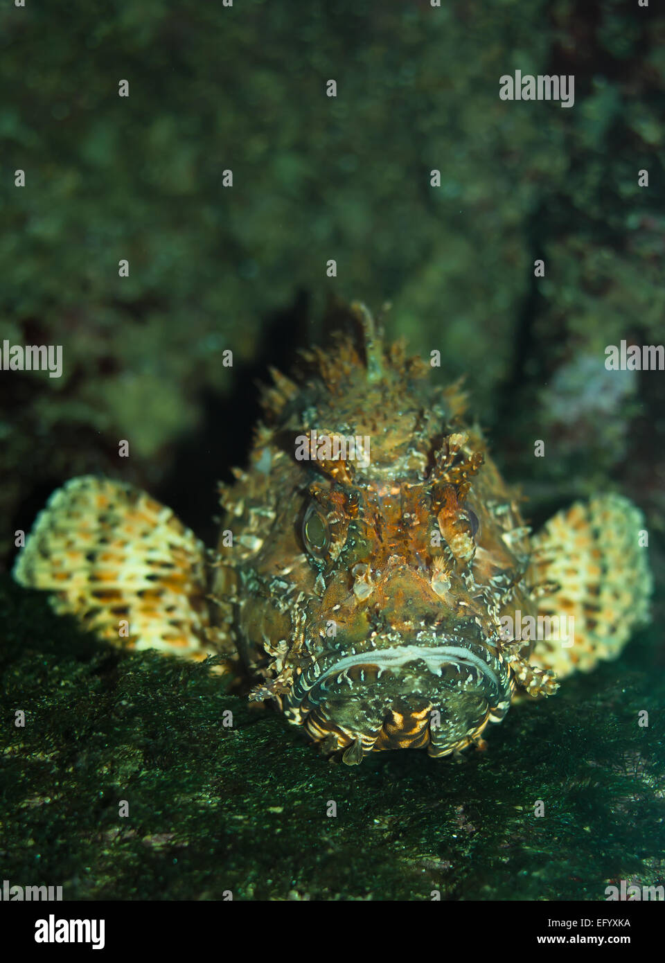 Portrait Of Scorpion Fish With Grumpy Face Stock Photo - Alamy