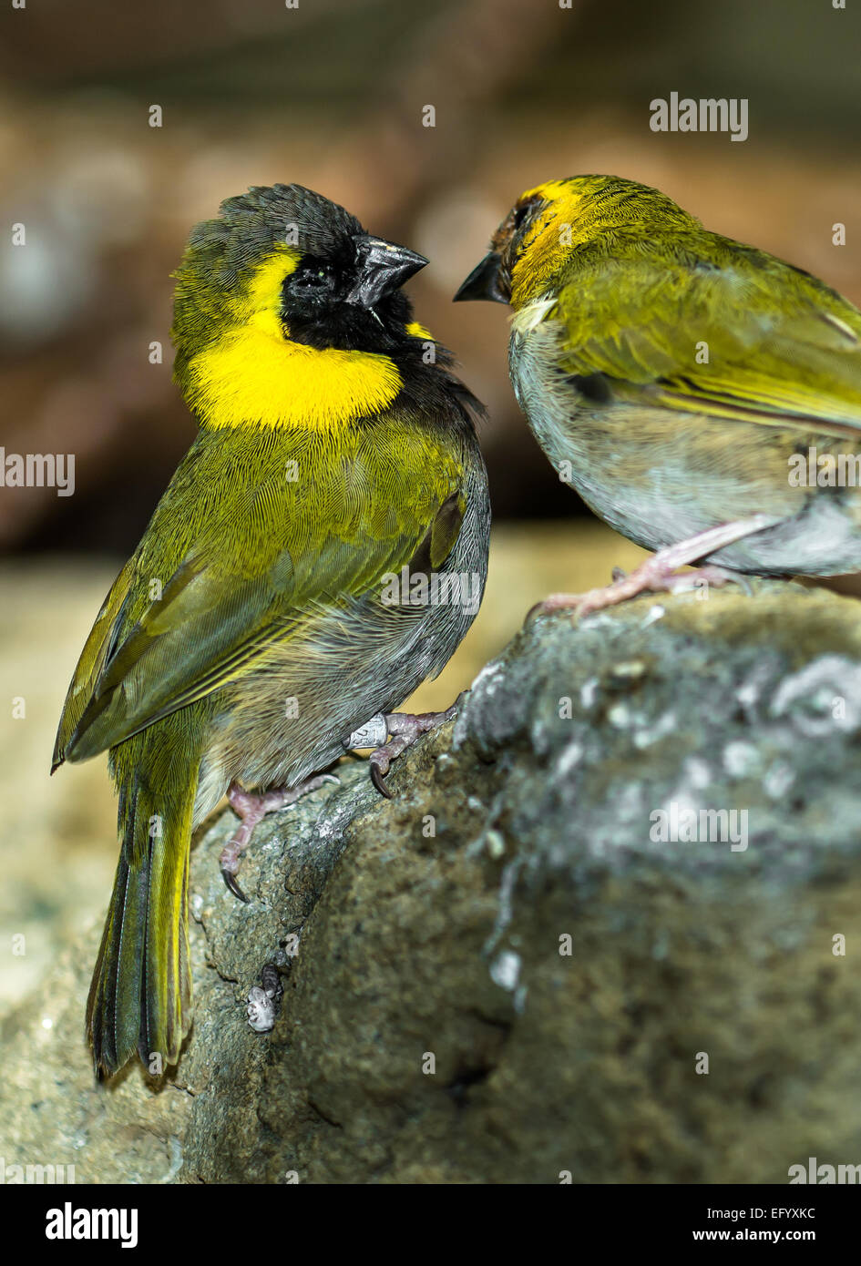 Loving Birds Sitting Close Together Stock Photo - Alamy