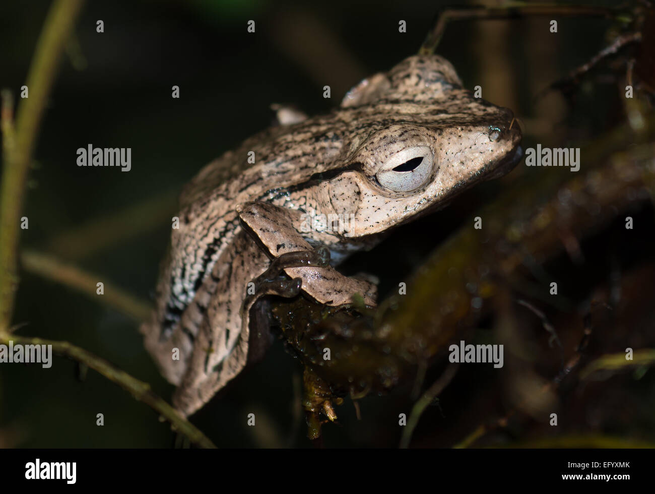 Tiny Brown Frog On Branch Stock Photo - Alamy