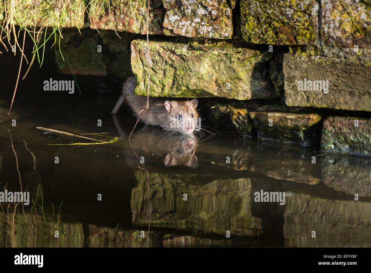 Water Rat Stock Photos & Water Rat Stock Images - Alamy