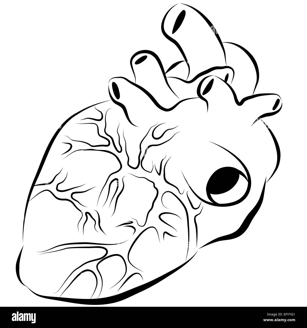 Human heart elegant Cut Out Stock Images & Pictures - Alamy