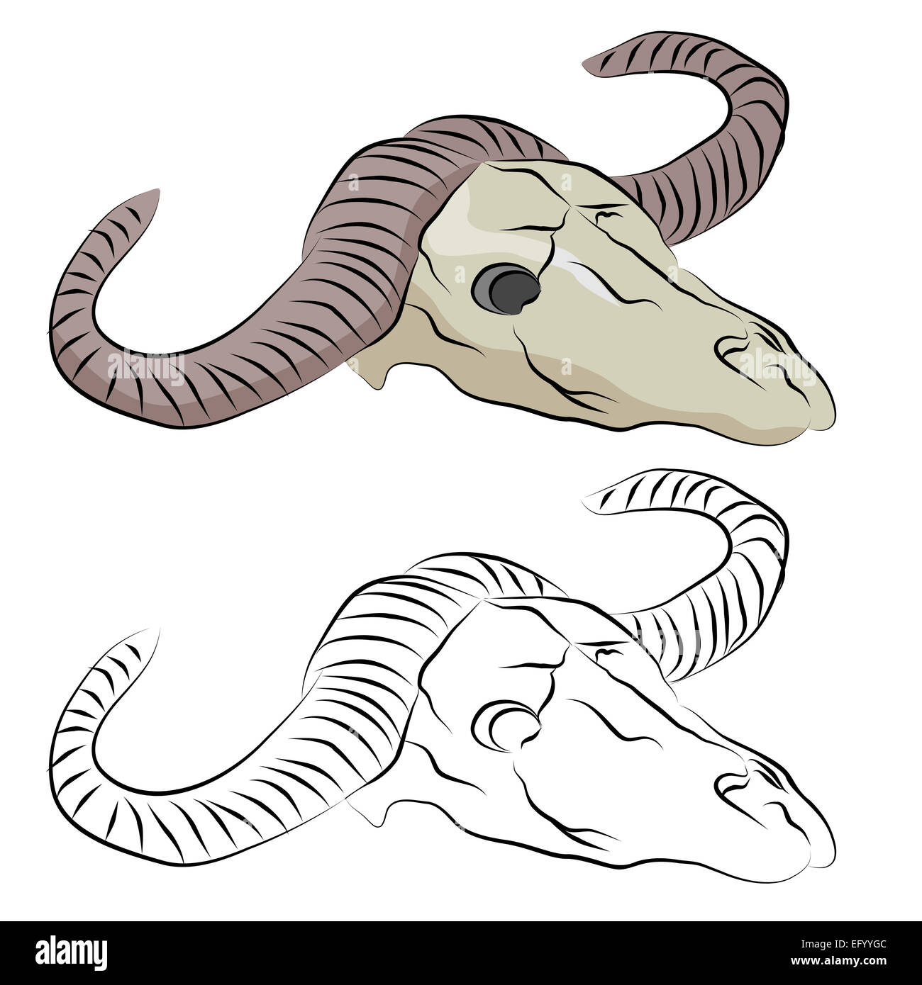 An image of an ox skull line drawing Stock Photo - Alamy