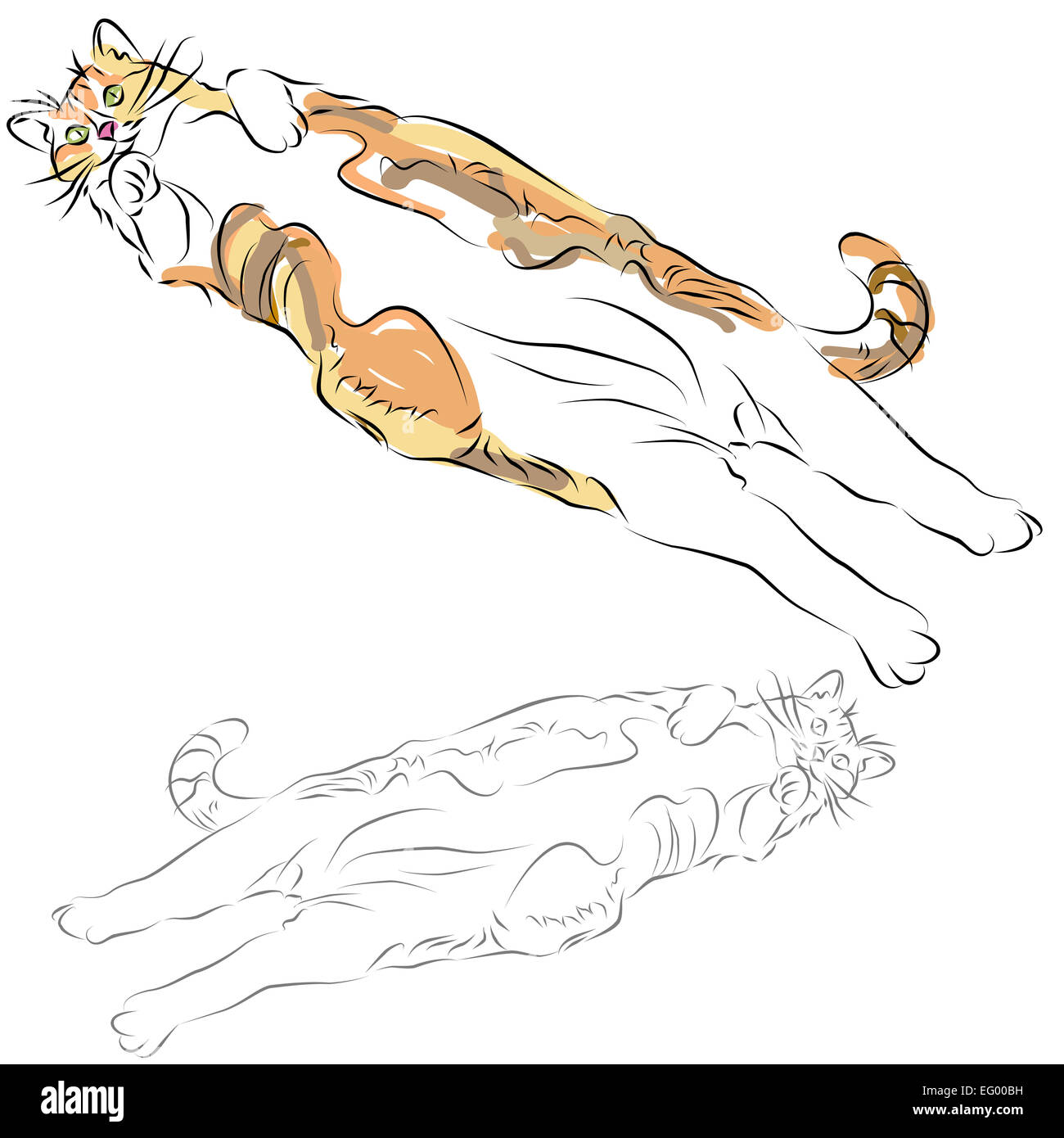 An image of a fat calico cat laying belly up line drawing Stock Photo ...