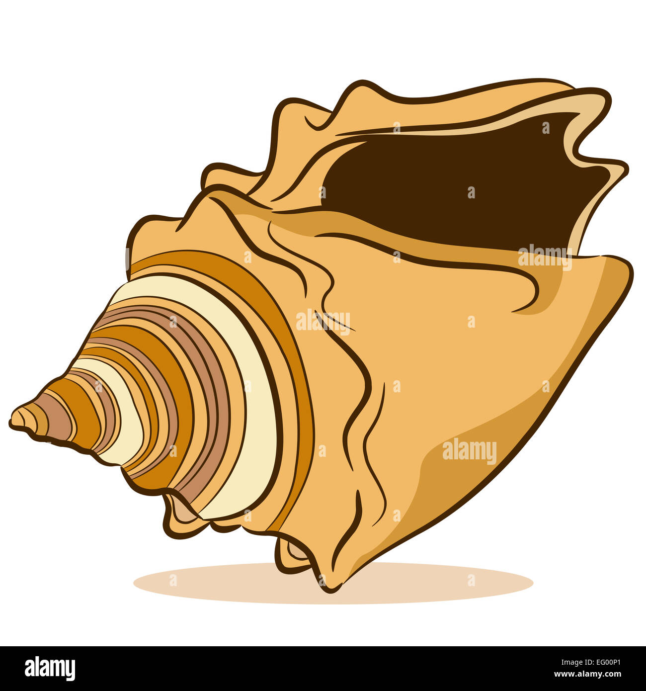 Seashell drawing hi-res stock photography and images - Alamy