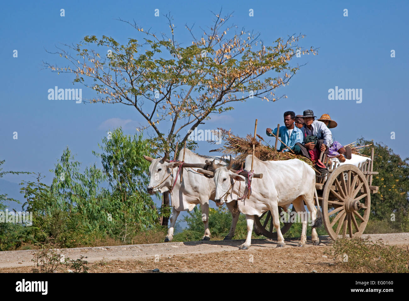 Oxen pulling cart hi-res stock photography and images - Alamy