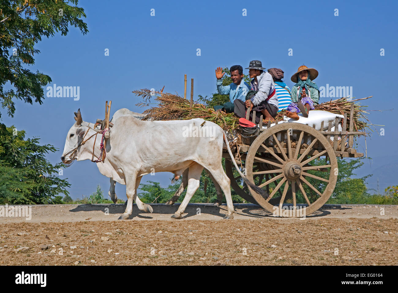 Oxen pulling cart hi-res stock photography and images - Alamy