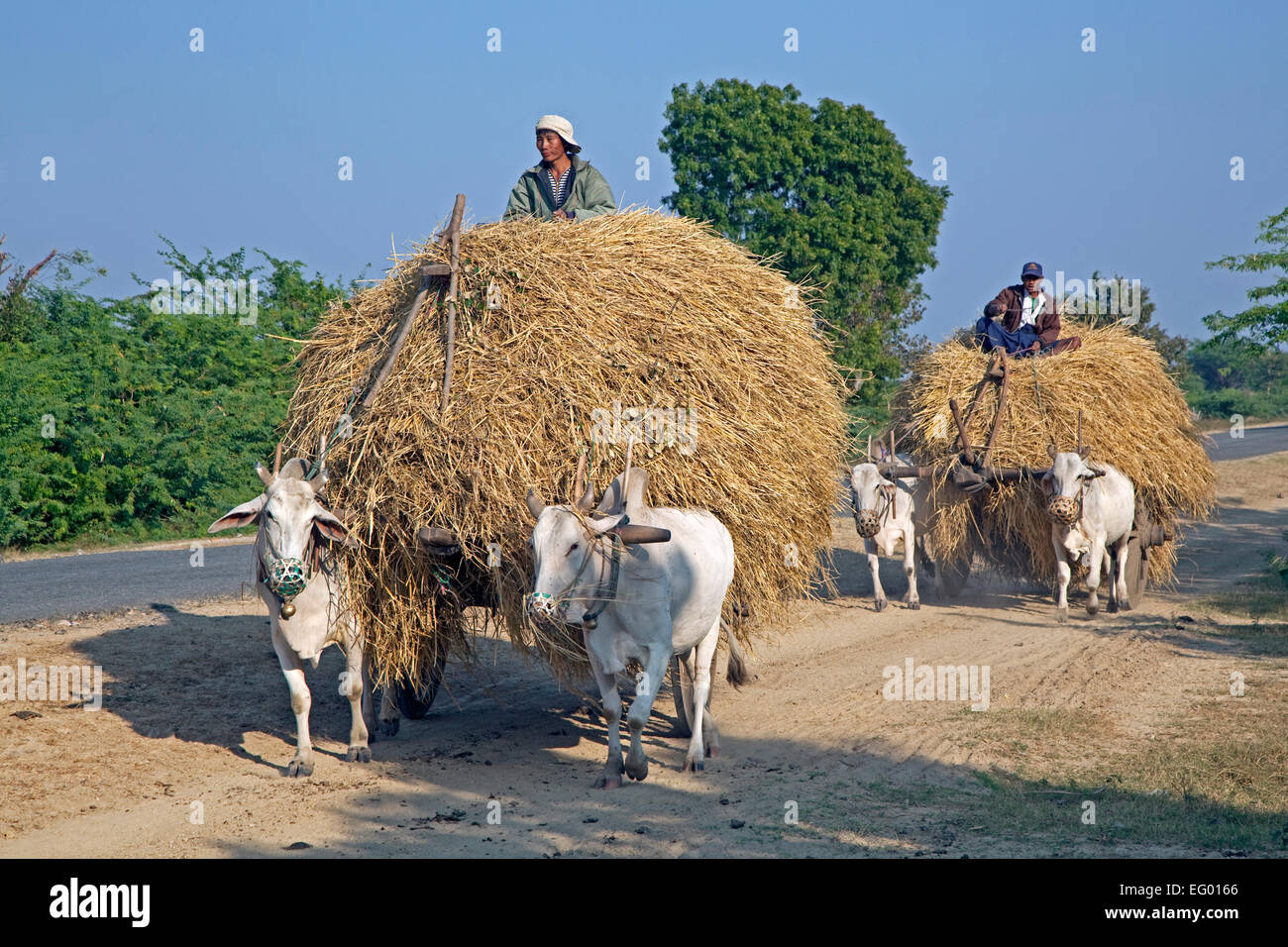Wooden carts loaded with hay pulled by zebus / Brahman oxen (Bos taurus ...