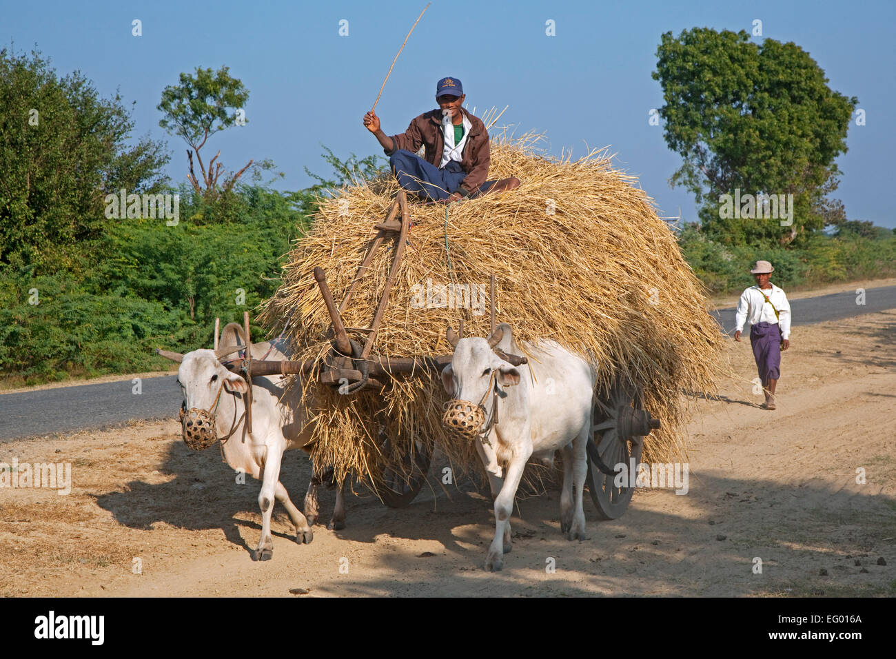 Ox oxen transportation High Resolution Stock Photography and Images - Alamy