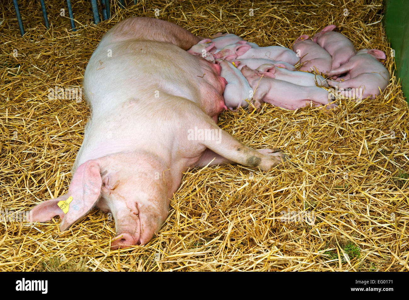 Pig sow pig hi-res stock photography and images - Alamy