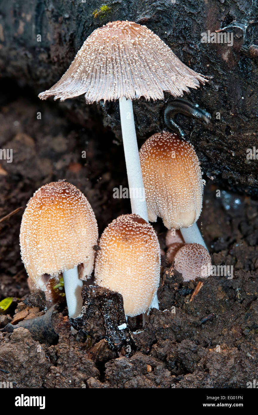 Coprinus micaceus Mica cup glistening inkcap Stock Photo - Alamy