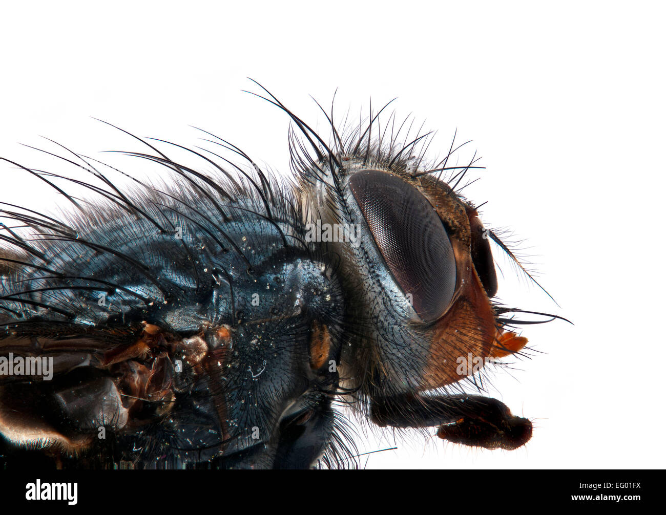 Calliphora vomitoria hi-res stock photography and images - Alamy