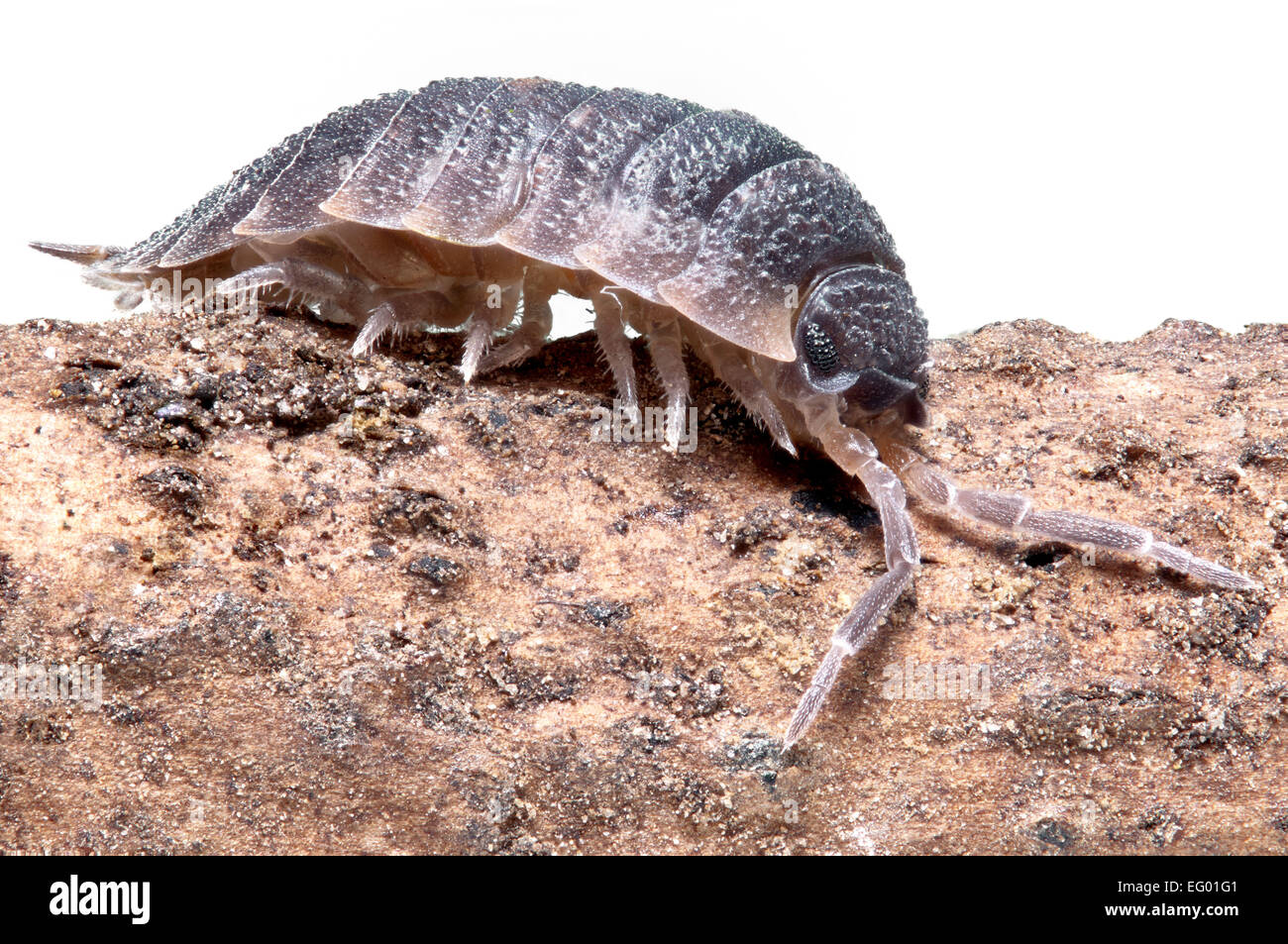 Woodlouse woodlice oniscidea hi-res stock photography and images - Alamy