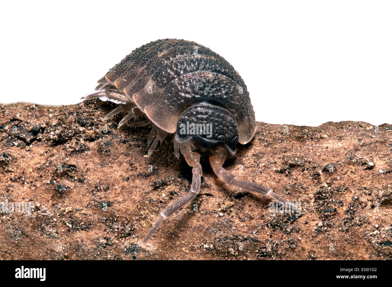 Focus stacked image of common wood louse Stock Photo - Alamy