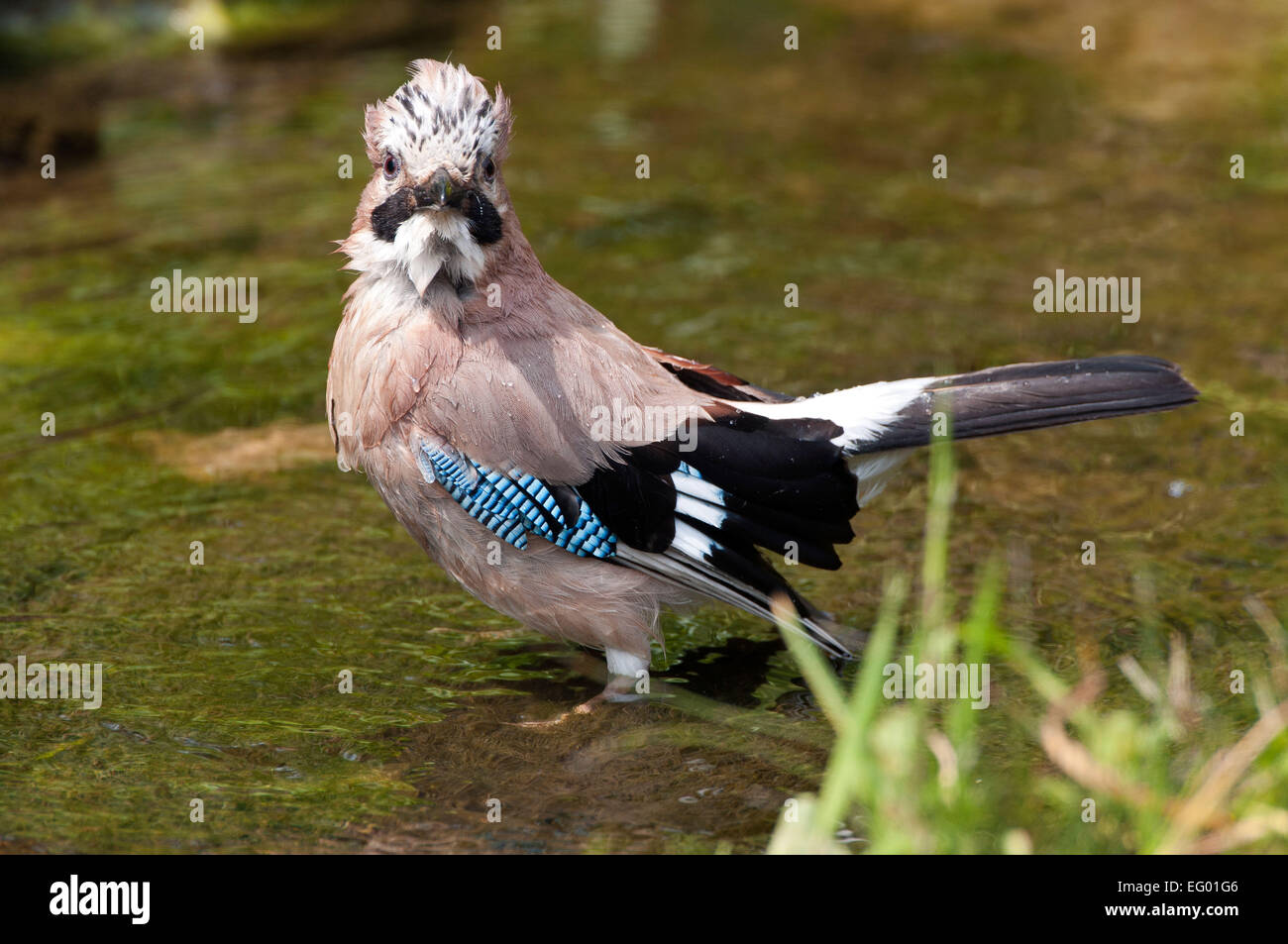 Jay bird uk garden hi-res stock photography and images - Alamy
