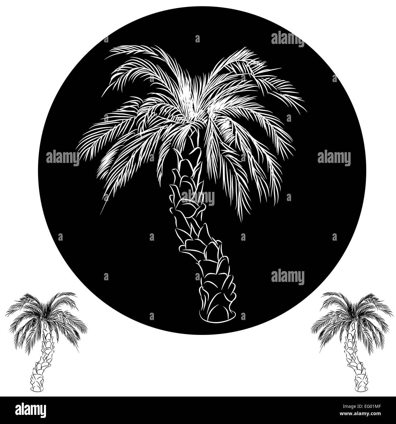 Line art palm leaf Black and White Stock Photos & Images - Alamy