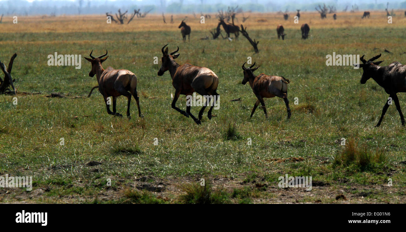 African Plains Game tsessebe antelope running fast away from predators ...