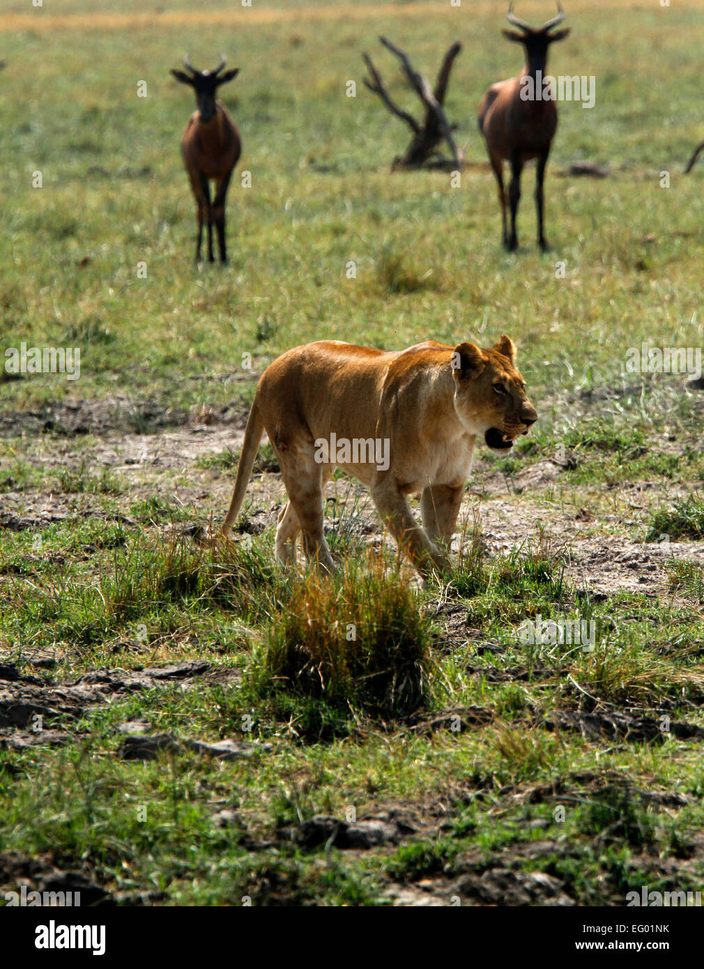 Lioness strong female lion group hi-res stock photography and images ...