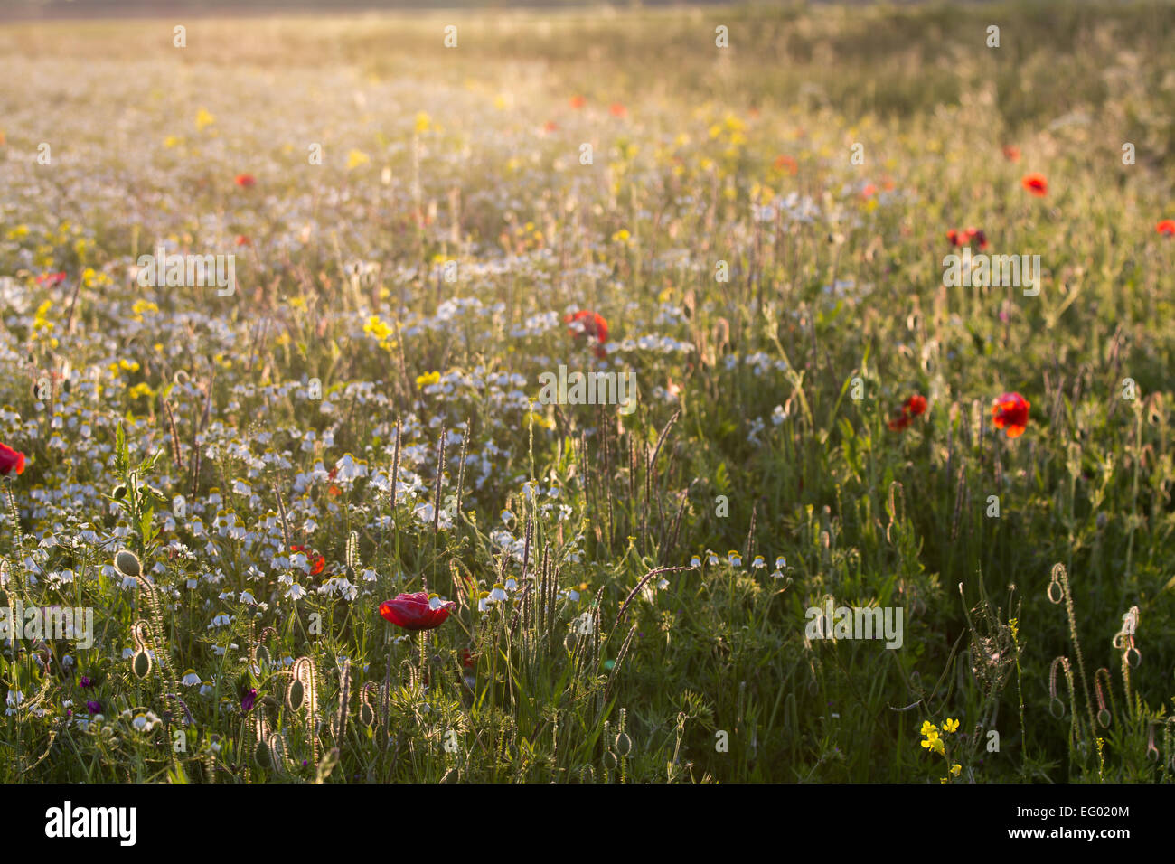 Wildflower field sunset hi-res stock photography and images - Alamy
