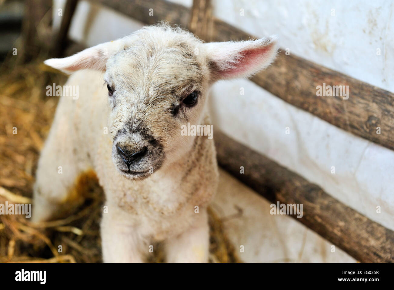 New born lamb Stock Photo - Alamy