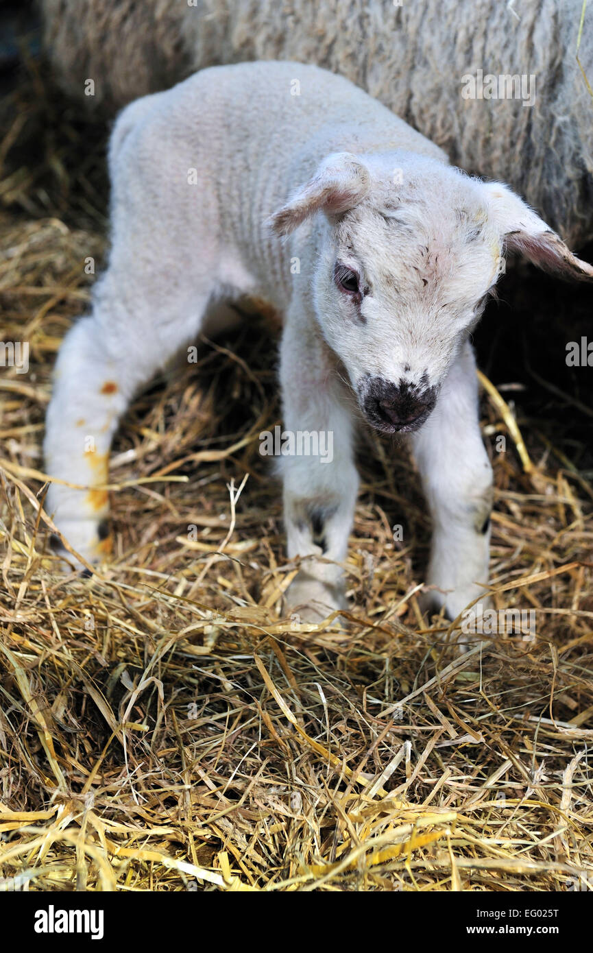 New born lamb Stock Photo - Alamy