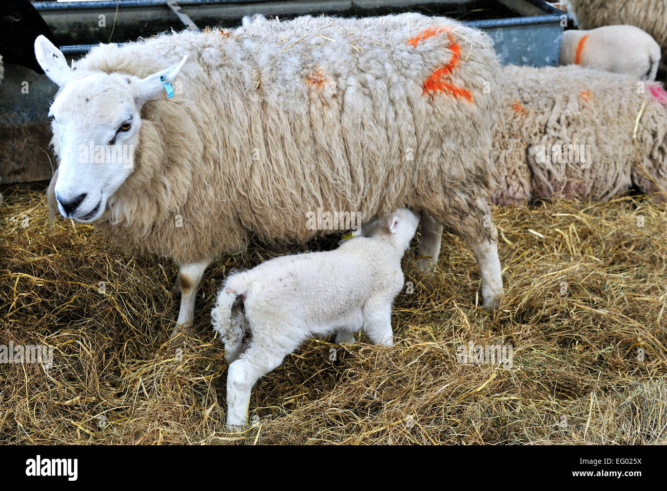 Lamb sheep new born lambs lambing farming england animal hi-res stock ...