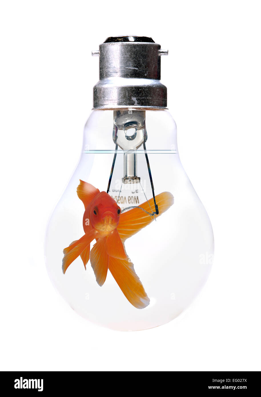 Goldfish swimming in an electric light bulb Stock Photo - Alamy