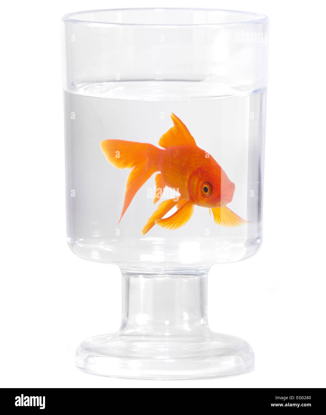 Goldfish swimming in drinking glass on white background Stock Photo - Alamy