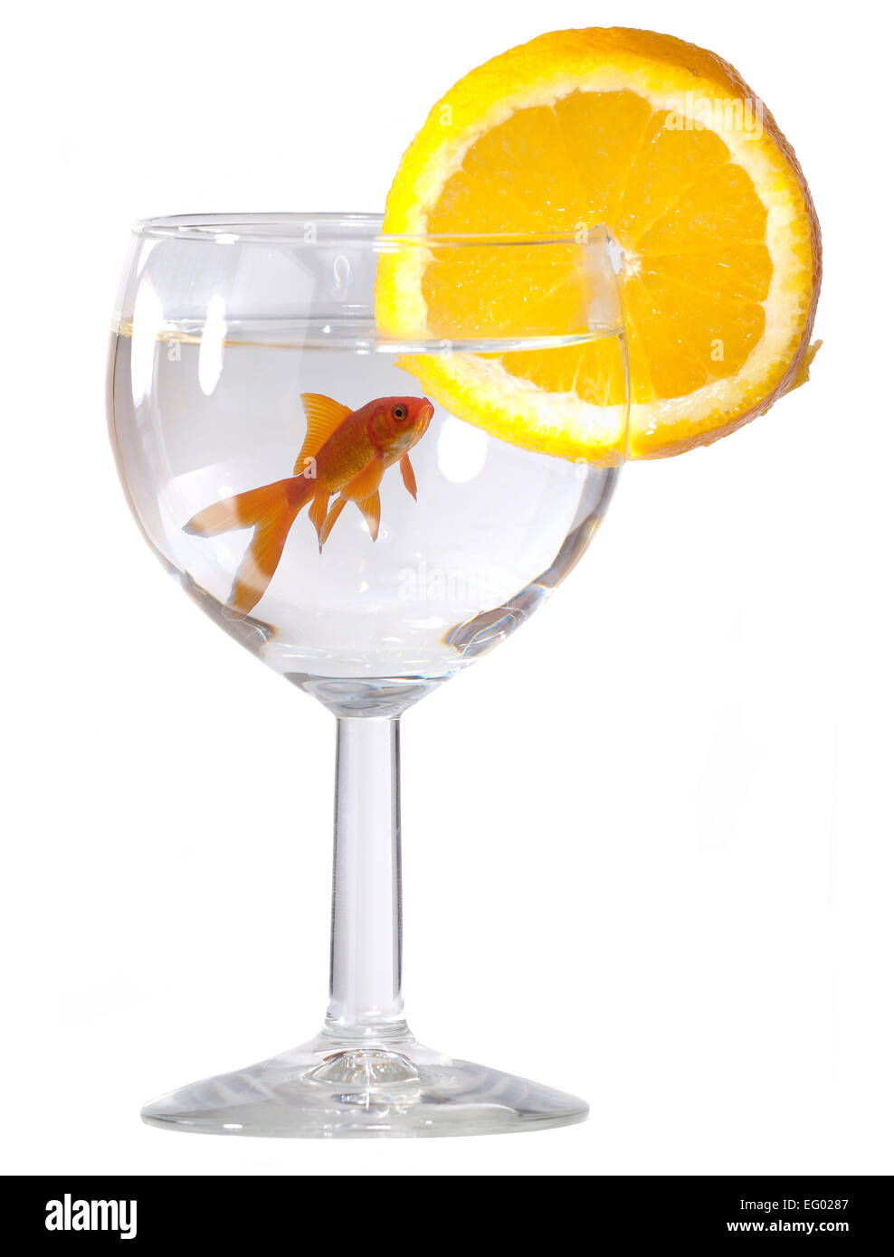 Goldfish swimming in drinking glass on white background Stock Photo - Alamy