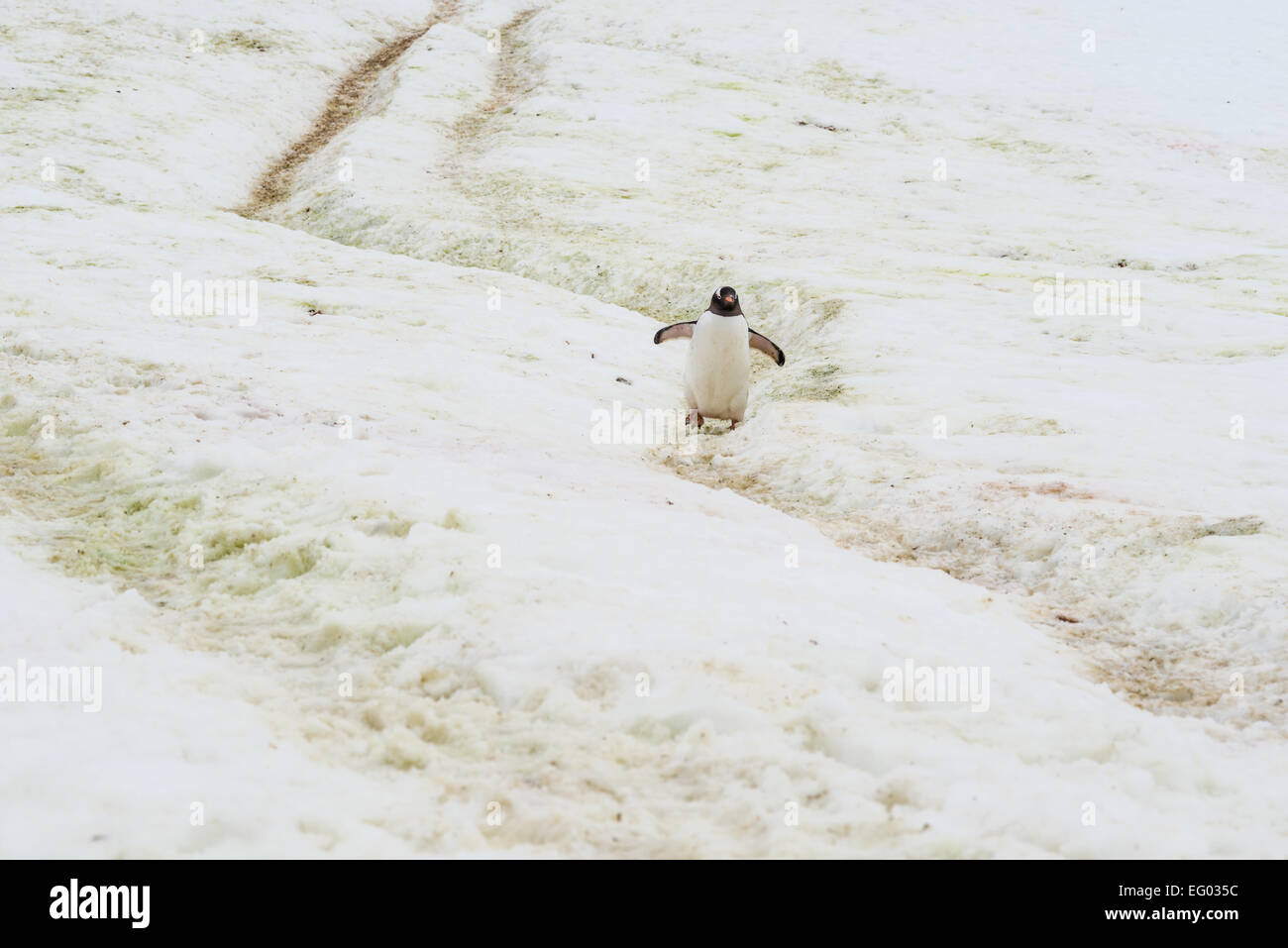 Gentoo penguin using well worn path at Petermann Island, Antarctica ...