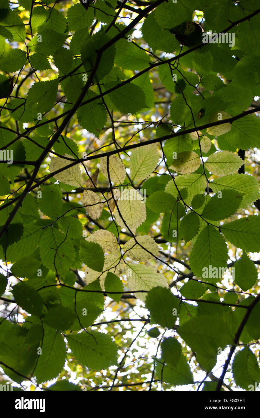 Shadow underneath tree hi-res stock photography and images - Alamy