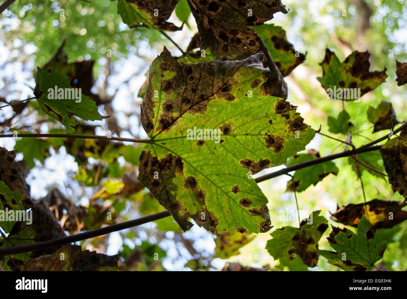 Looking up lush green leaf hi-res stock photography and images - Alamy