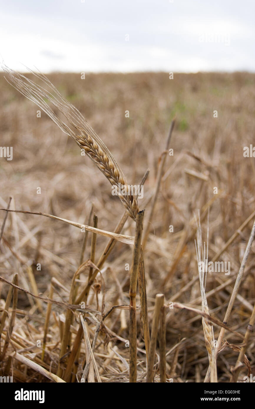Wheat close up Stock Photo - Alamy