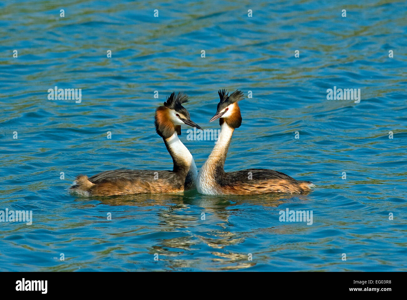 Great crested grebe (Podiceps cristatus), courtship ritual, Lake ...