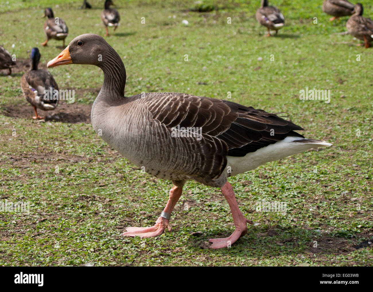 Goose off for a walk Stock Photo - Alamy